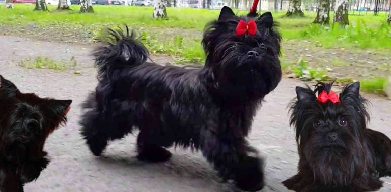 YORKSHIRE NEGRO - UN YORKIE MUY ESPECIAL ⭐️⭐️⭐️