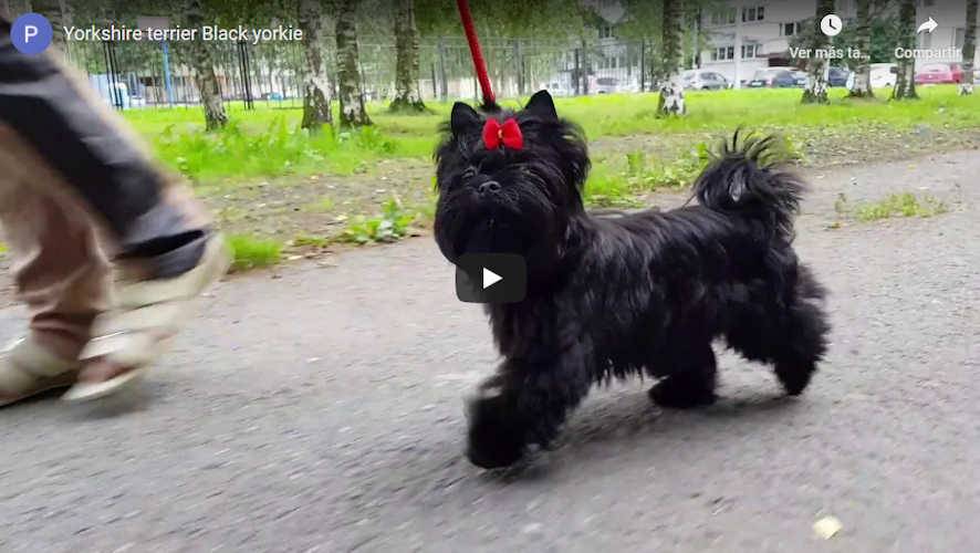 YORKSHIRE NEGRO - UN YORKIE MUY ESPECIAL ⭐️⭐️⭐️
