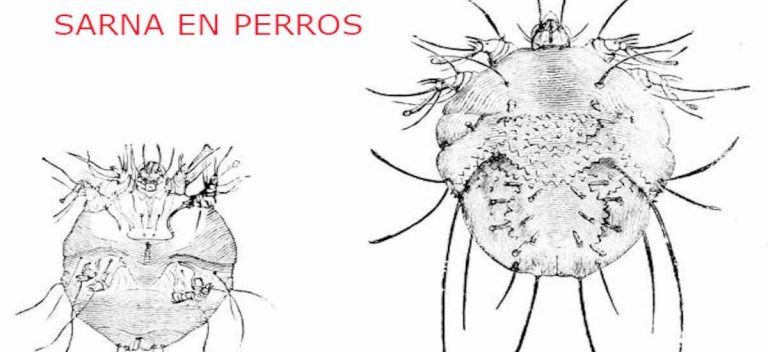 SARNA EN PERROS - LA GUÍA QUE NECESITAS 🐕🐕🐕