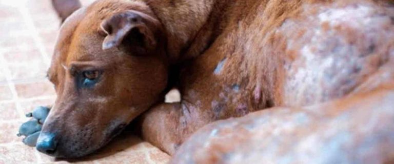 SARNA EN PERROS - LA GUÍA QUE NECESITAS 🐕🐕🐕
