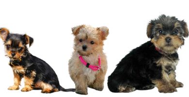 Yorkshire Toy - ¿Cómo es el YORKSHIRE ENANO?⭐⭐⭐