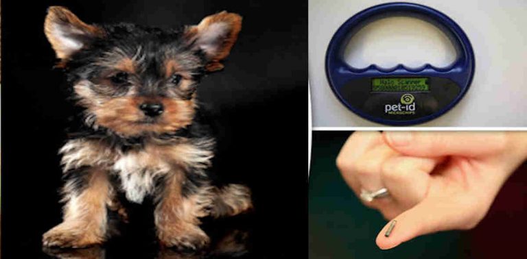 Microchip para perros - ¿Cómo funcionan y por qué utilizarlos?